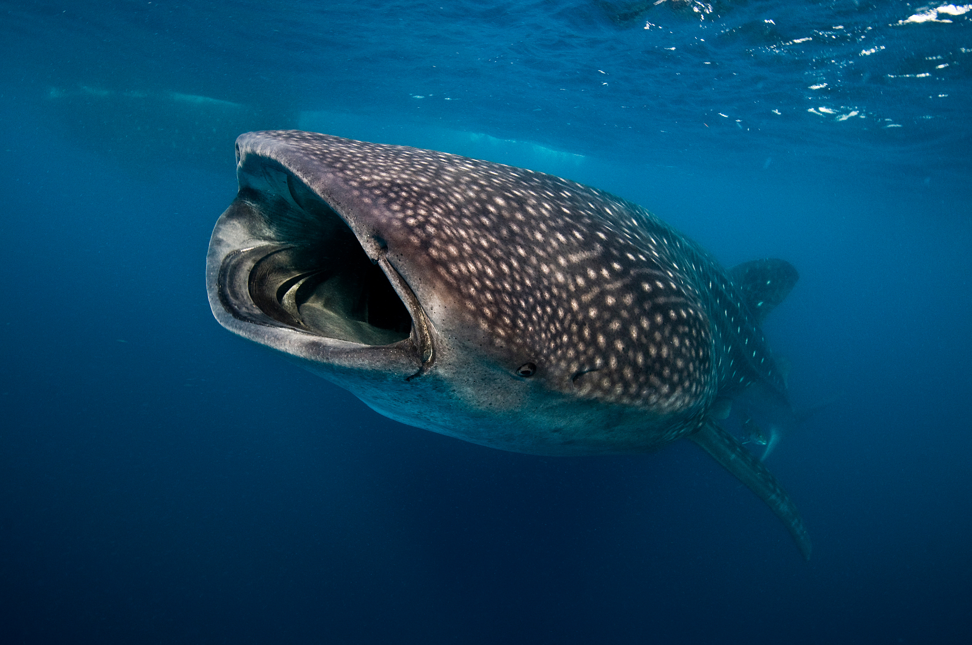 IWHS - International Whale Shark Society | Protect Ocean Life